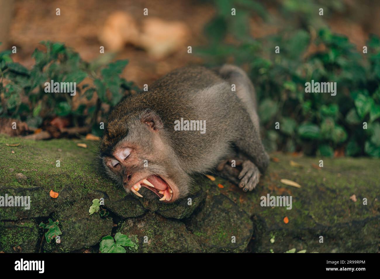 Cri de macaque Banque de photographies et d’images à haute résolution ...