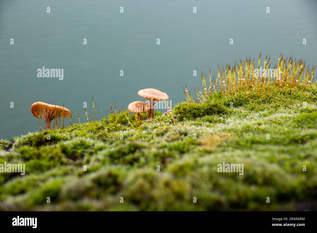 Champignon nombril Banque de photographies et d’images à haute ...
