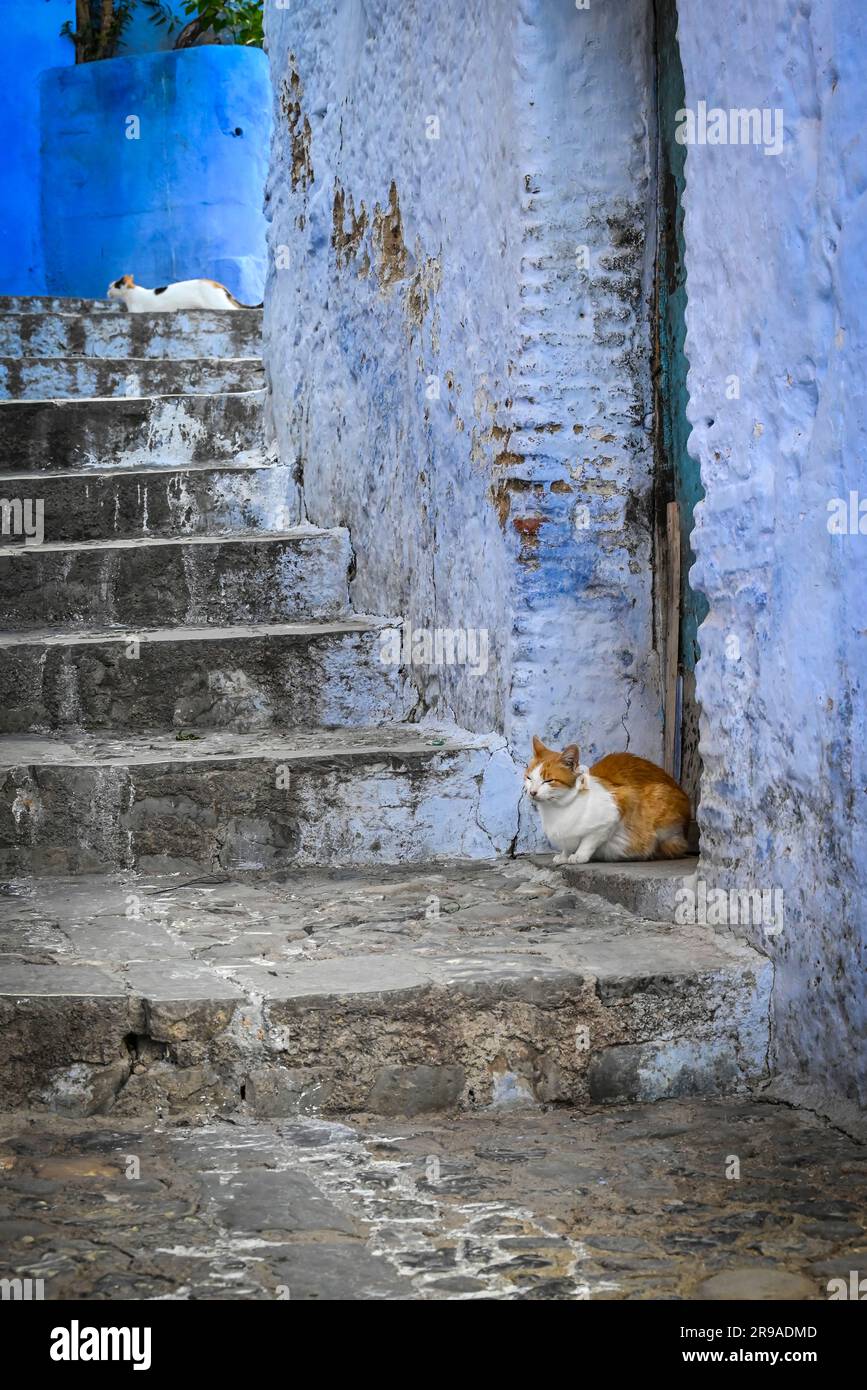 Race de chat marocain Banque de photographies et d’images à haute ...