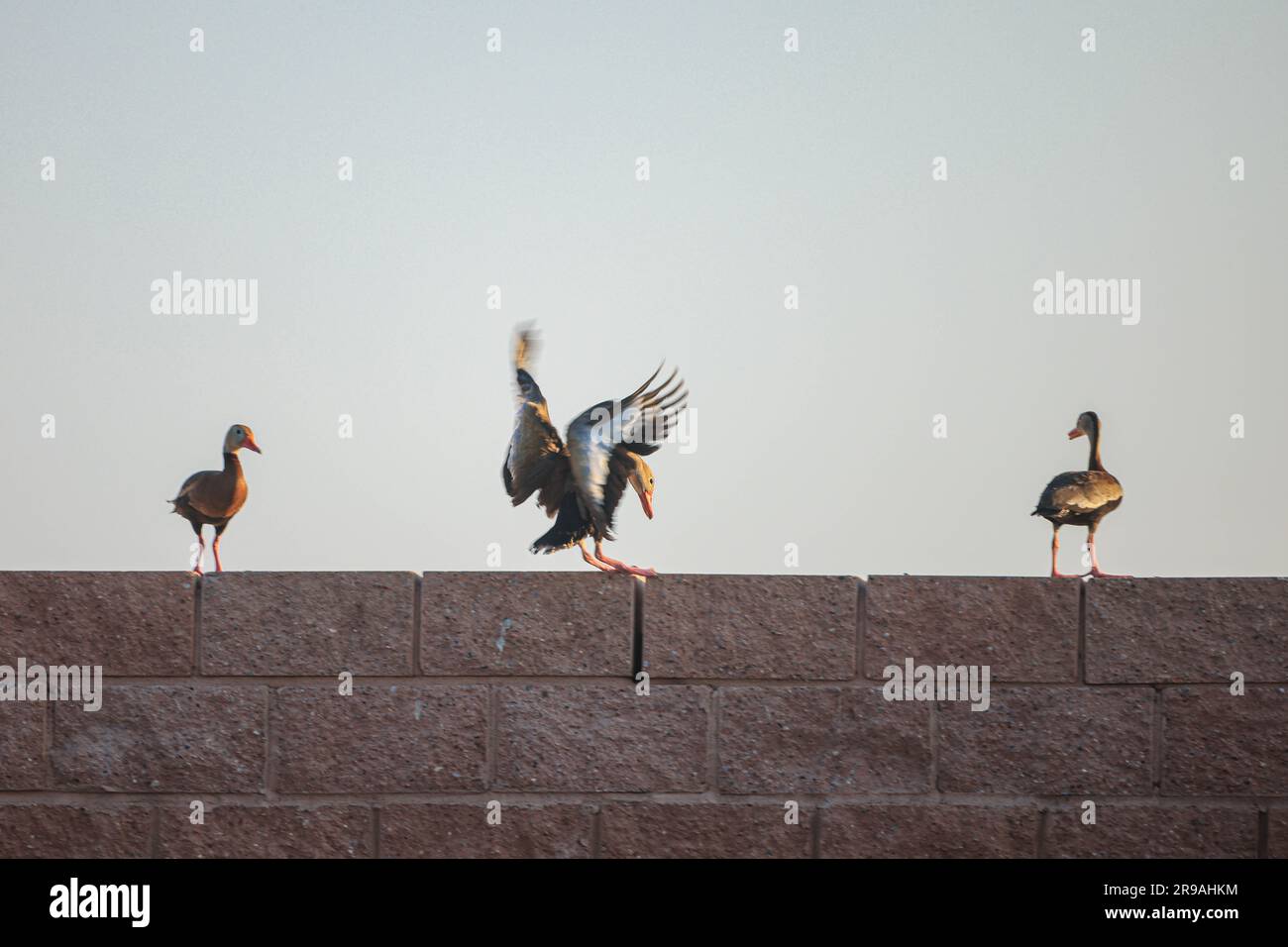 Pijije oiseau vu dans le parc métropolitain à l'ouest de Hermosillo sur ...
