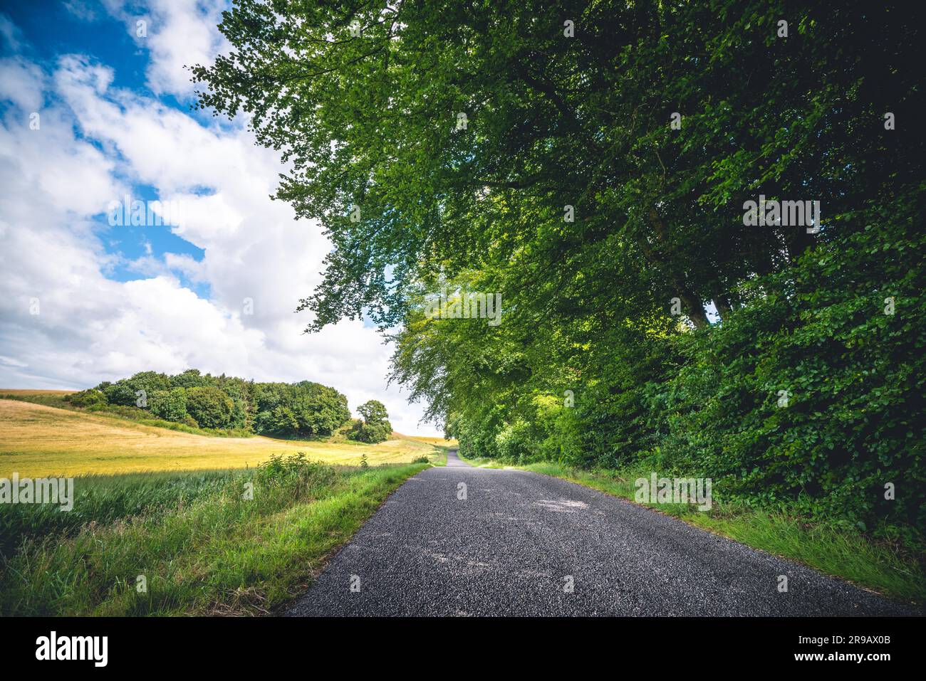 Route asphaltée dans un environnement rural avec de grands arbres verts ...