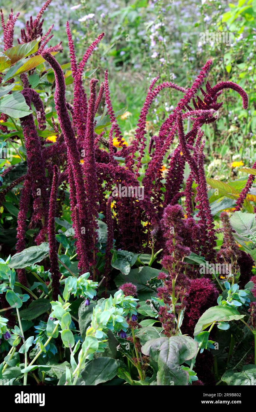 Amaranthus tricolor Banque de photographies et d’images à haute résolution - Alamy