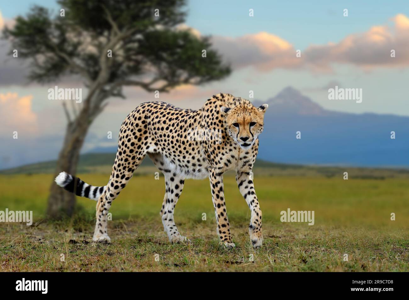 Animal dans la savane Banque de photographies et d’images à haute ...