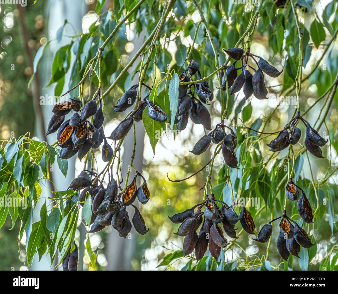 Populus nigra fruit Banque de photographies et d’images à haute ...