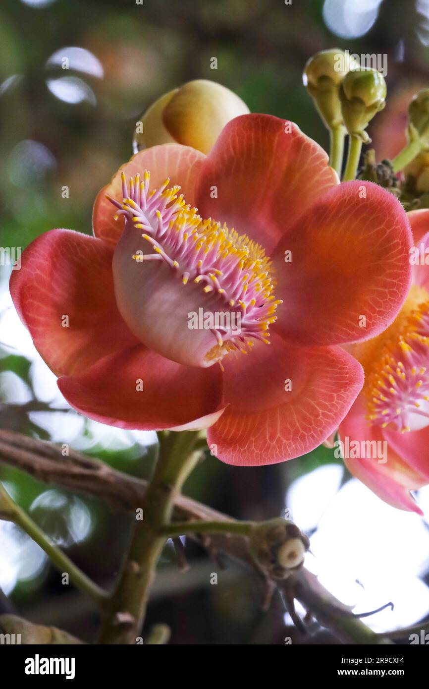 Gros plan d'une belle fleur d'un arbre de Cannonball, d'un arbre d ...