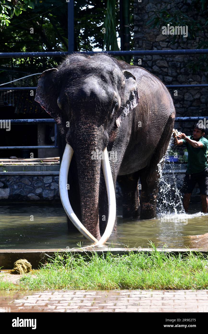 Raja tusker sri lanka Banque de photographies et d’images à haute ...
