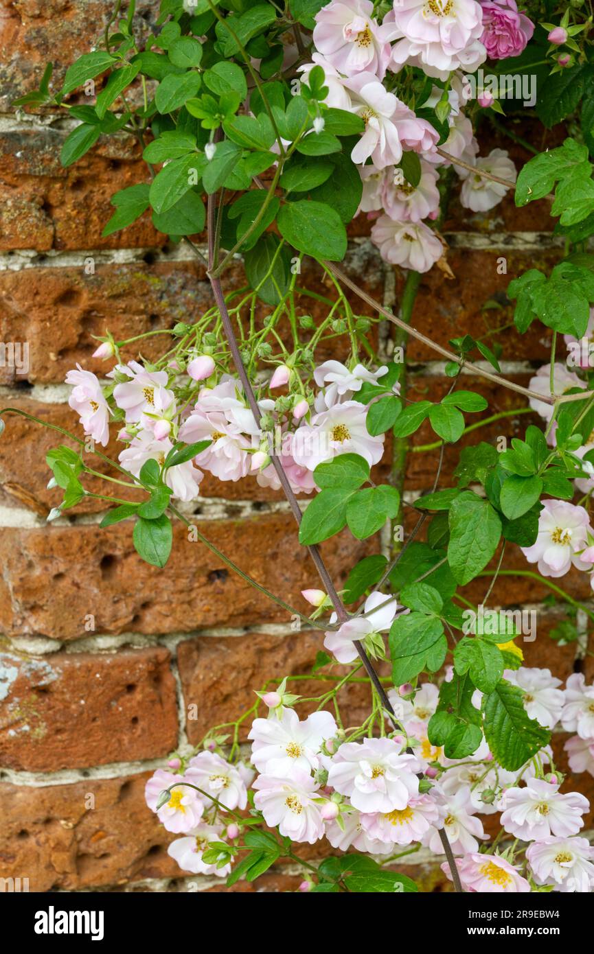 Rose rosa blush rambler Banque de photographies et d’images à haute ...