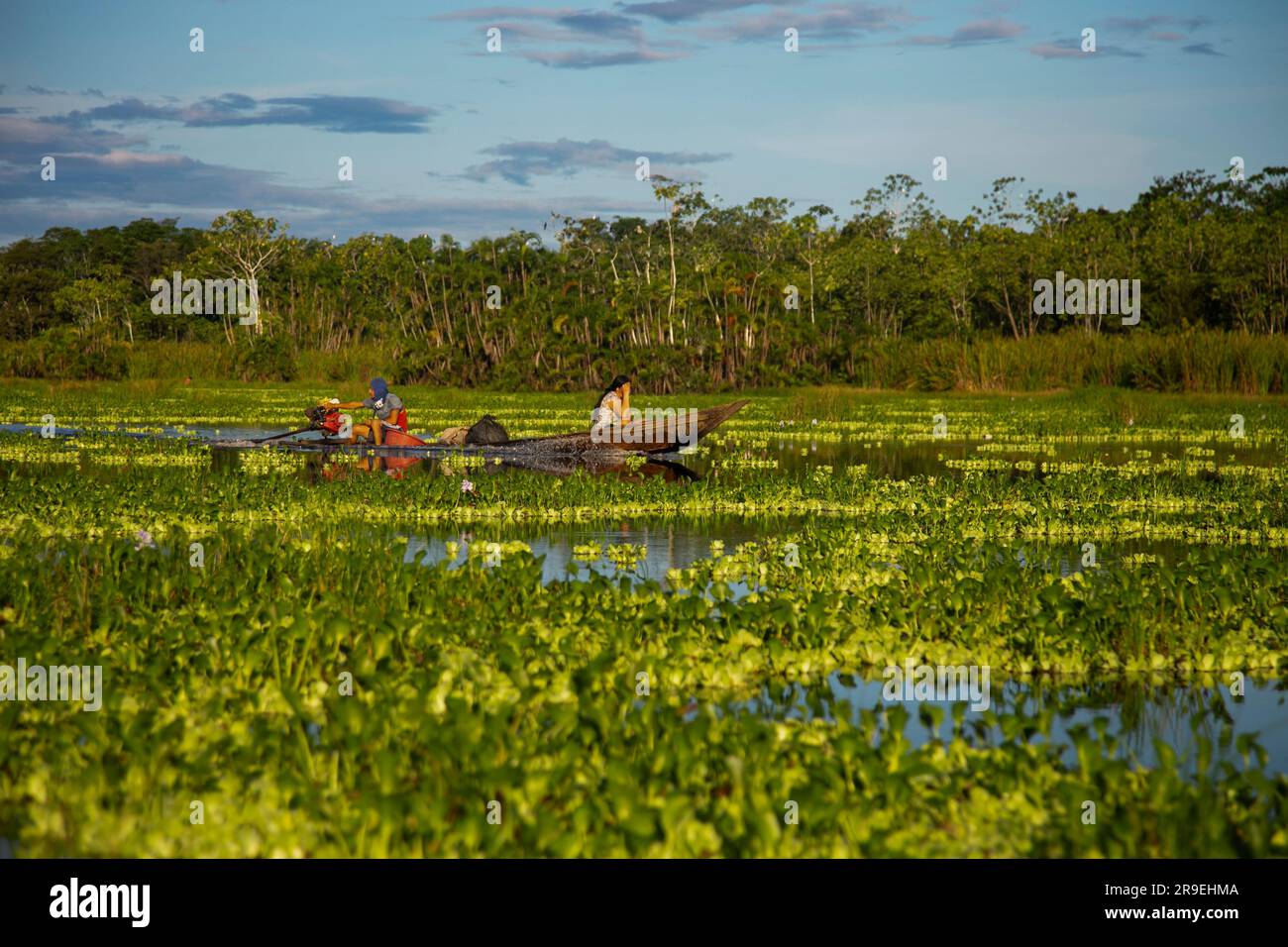 Plantes aquatiques sur le lac Cuipari dans la jungle péruvienne. Le ...
