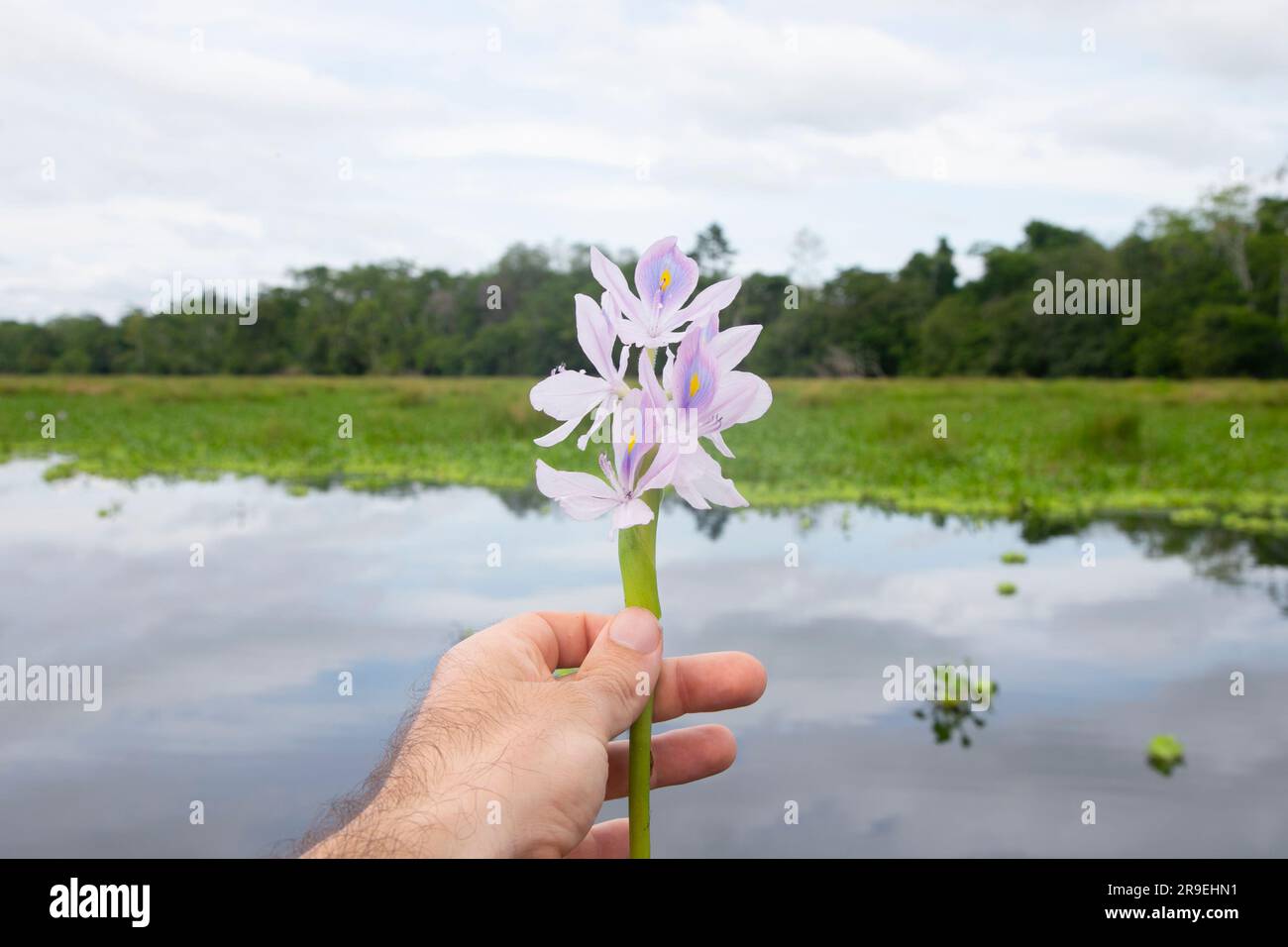 Plantes aquatiques sur le lac Cuipari dans la jungle péruvienne. Le ...
