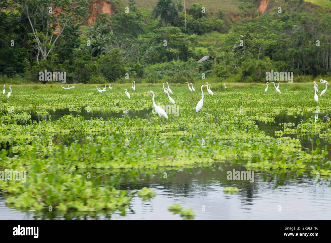 Plantes aquatiques sur le lac Cuipari dans la jungle péruvienne. Le ...