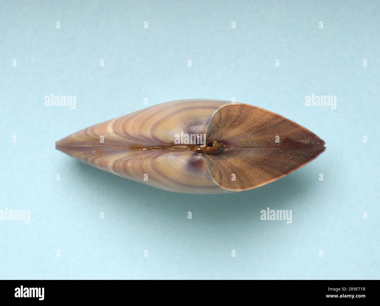 Donax trunculus Banque de photographies et d’images à haute résolution ...