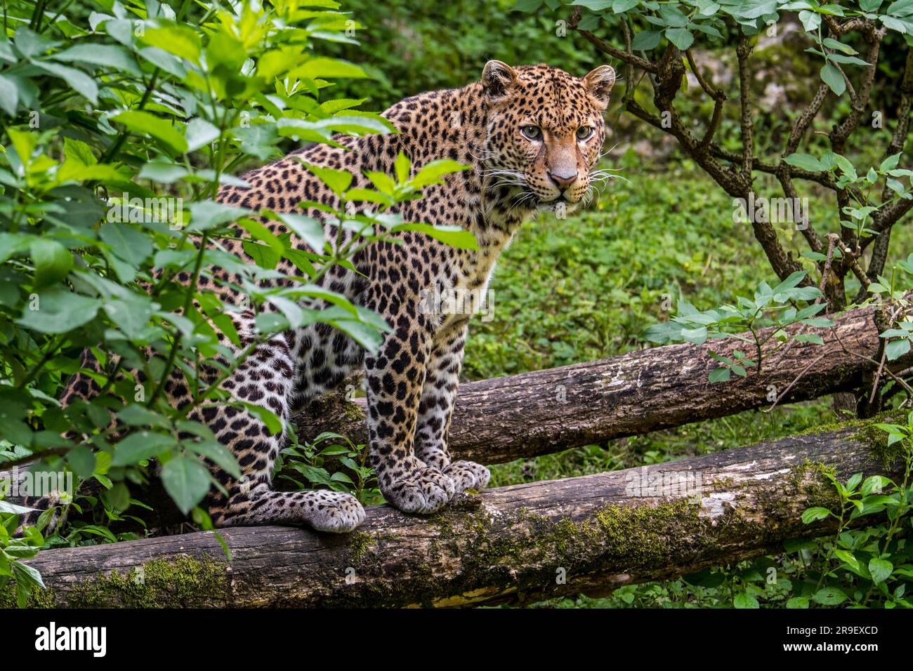 Léopard Javan (Panthera pardus melas) assis sur un tronc d'arbre tombé ...