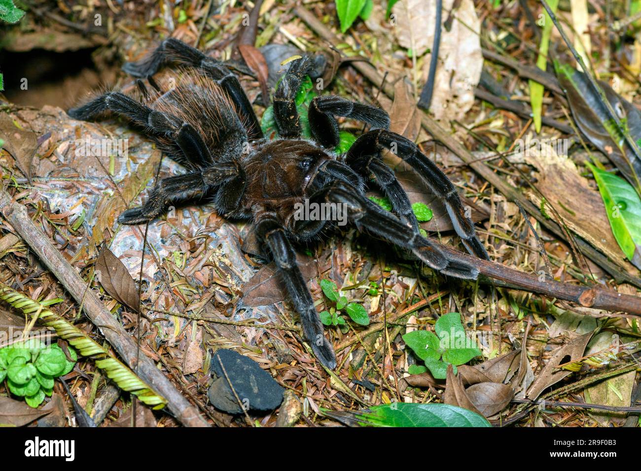 Las arrieras Banque de photographies et d’images à haute résolution - Alamy