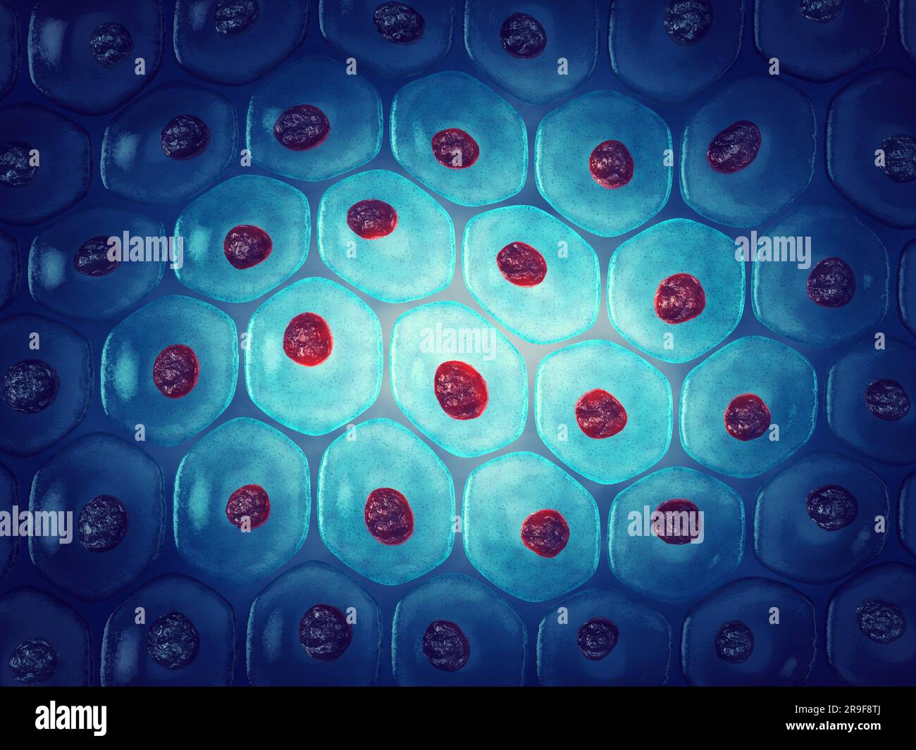 Cellules de la peau humaine, anatomie de la peau. Colonie de cellules ...