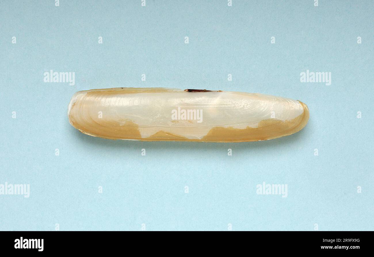 Pharus legumen Banque de photographies et d’images à haute résolution ...