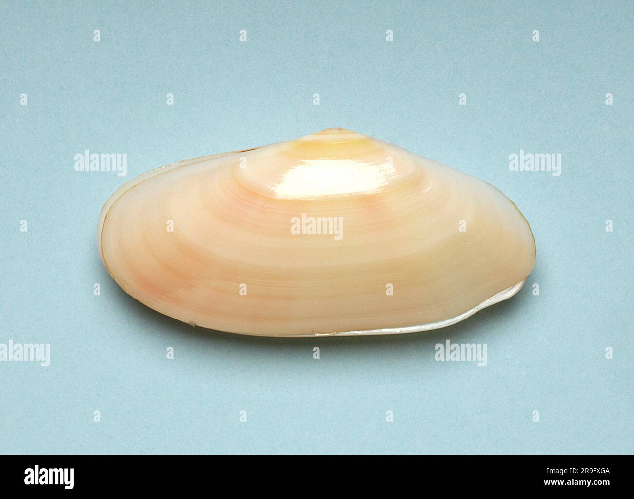 Tellina radiata Banque de photographies et d’images à haute résolution ...