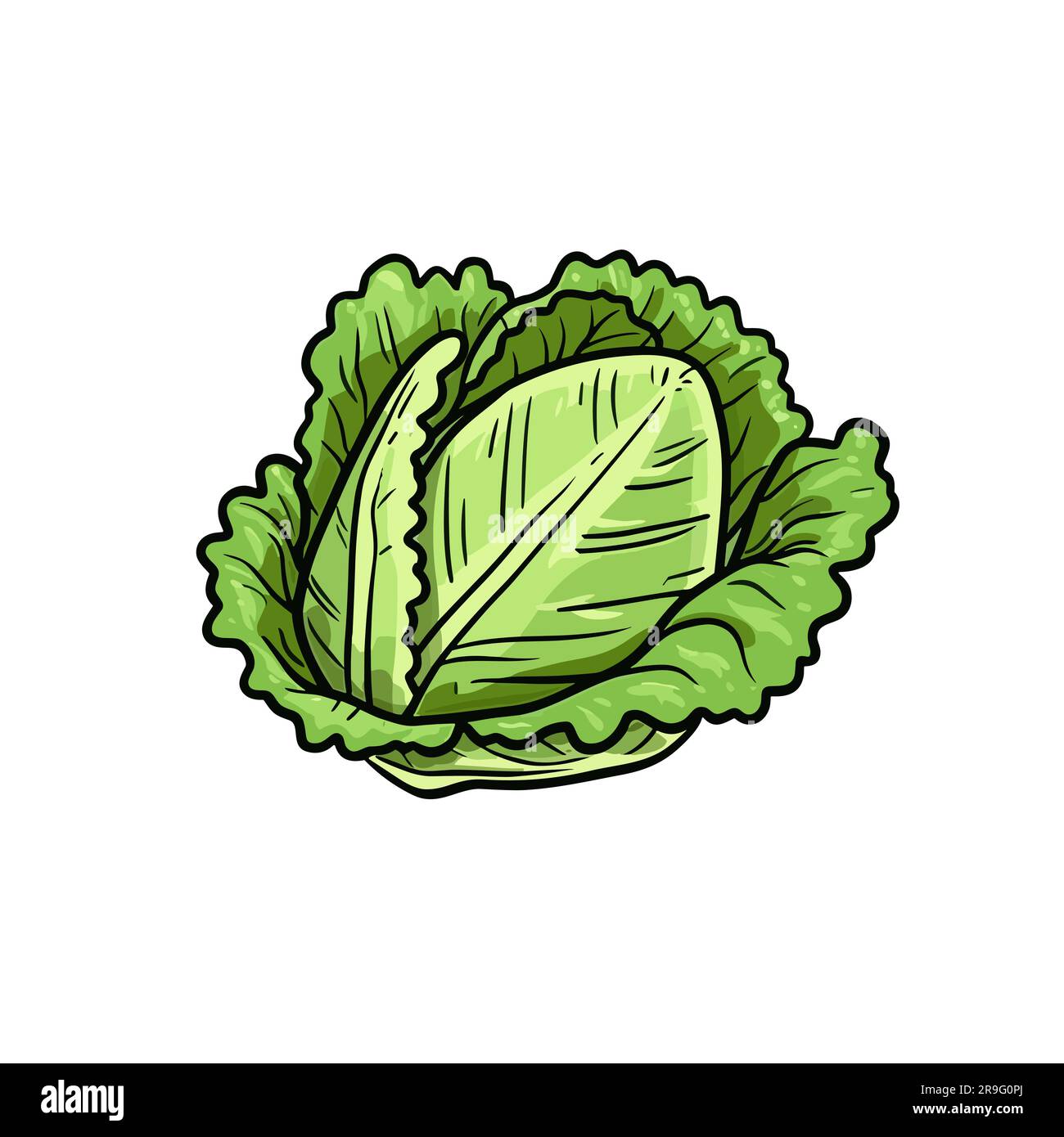 Laitue. Illustration de laitue dessinée à la main. Illustration de ...