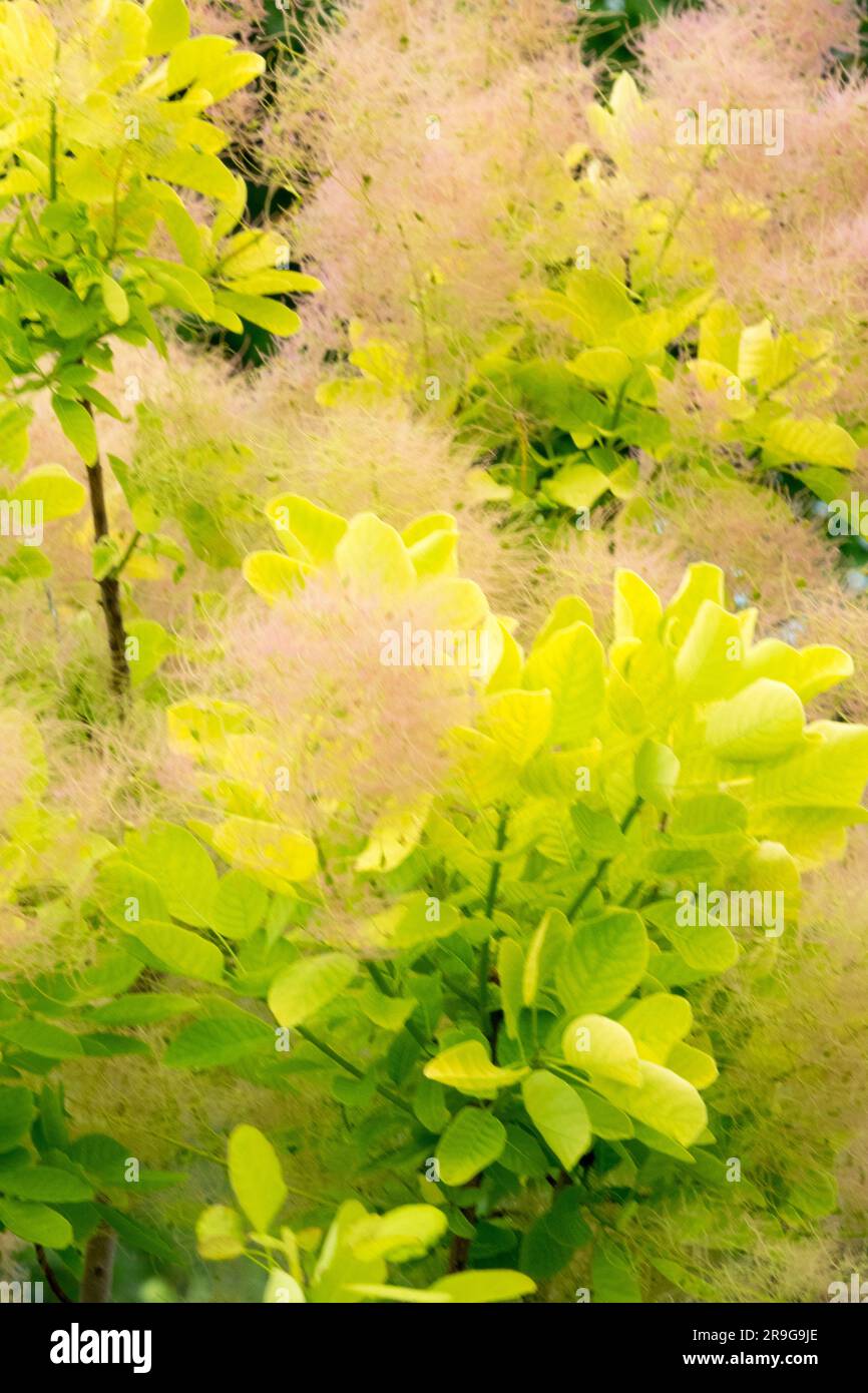 Cotinus coggygria esprit doré Banque de photographies et d’images à ...