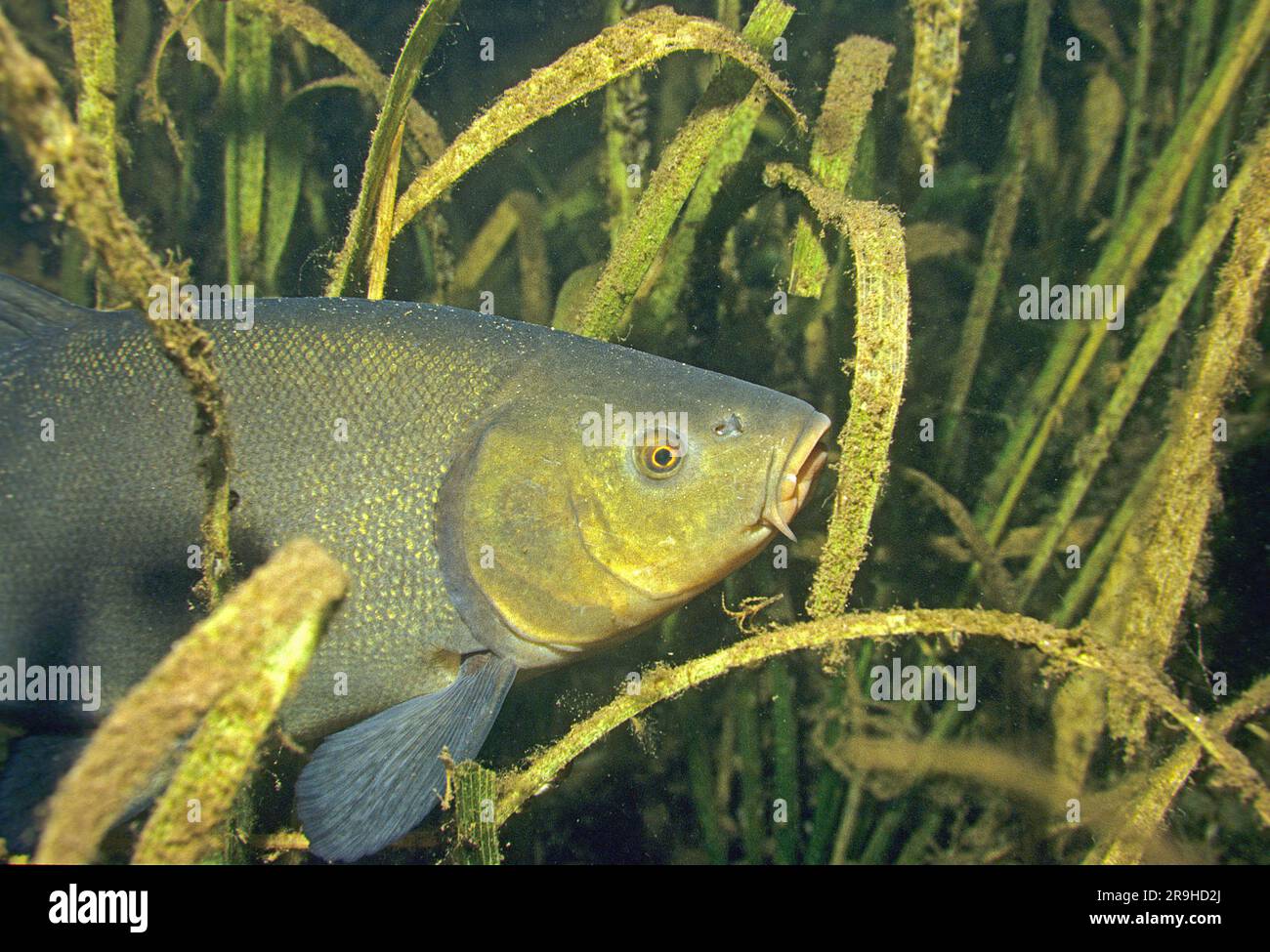 Cyprinus tinca Banque de photographies et d’images à haute résolution ...
