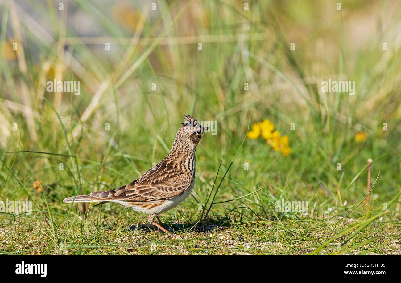 Le skylark eurasien (Alauda arvensis) est un oiseau de passereau de la ...
