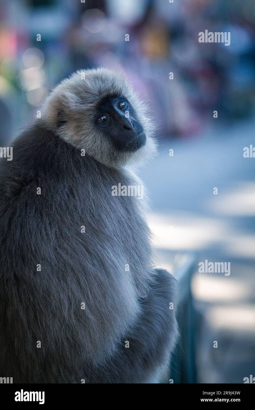 Langur avec des expressions faciales Banque de photographies et d ...
