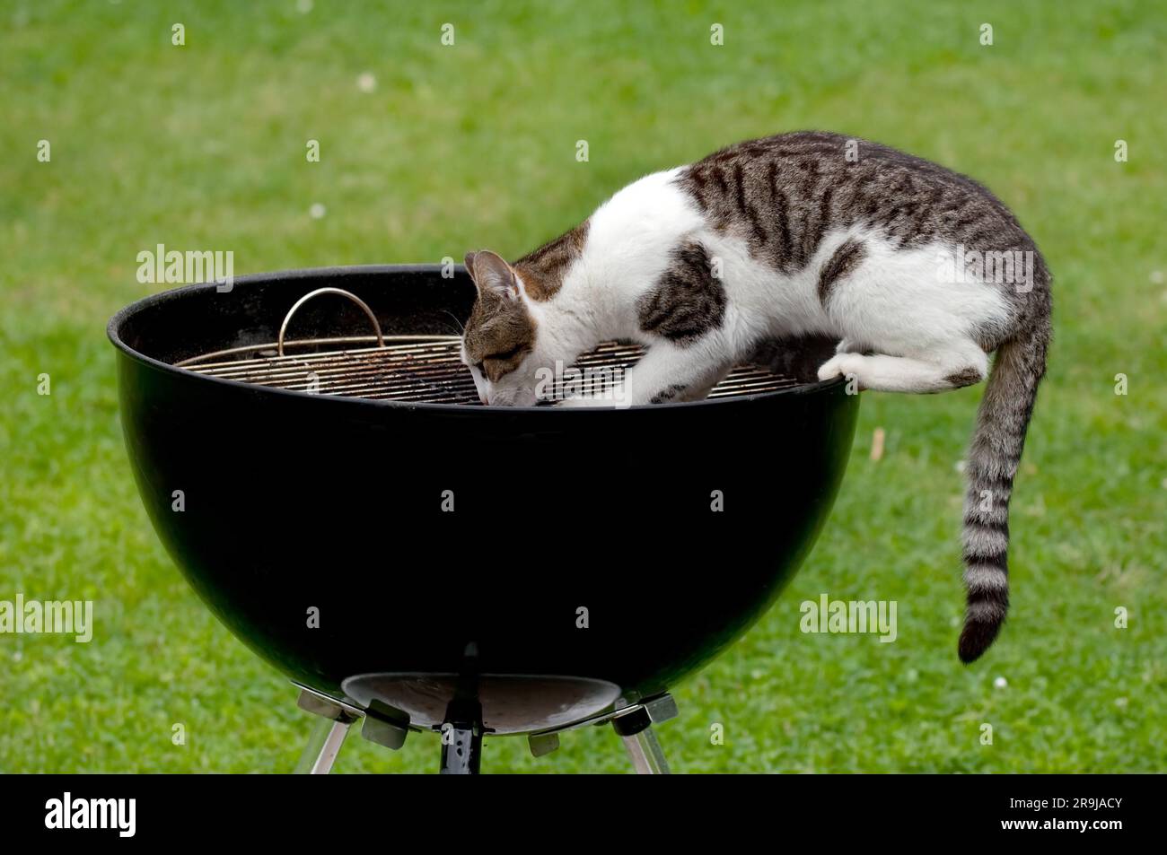 Chat sur le barbecue Banque de photographies et d’images à haute ...