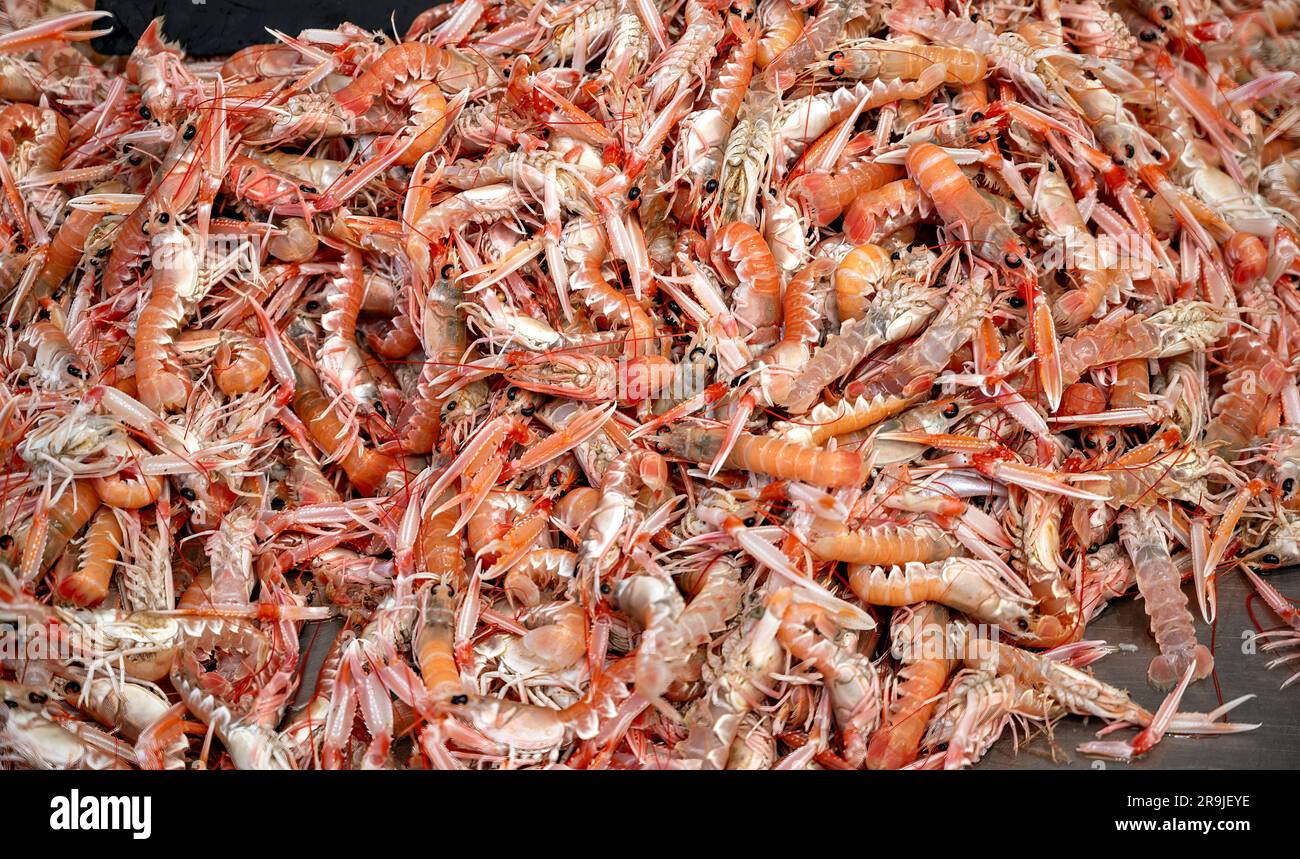 Homards de l'atlantique Banque de photographies et d’images à haute ...