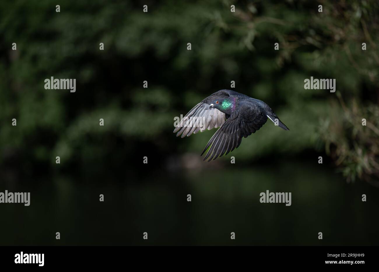 Colombe qui vole avec paysage Banque de photographies et d’images à ...