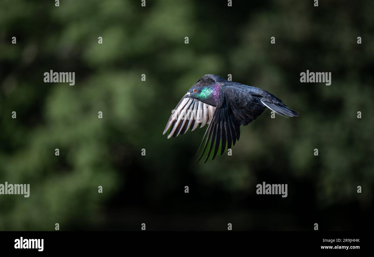 Colombe qui vole avec paysage Banque de photographies et d’images à ...
