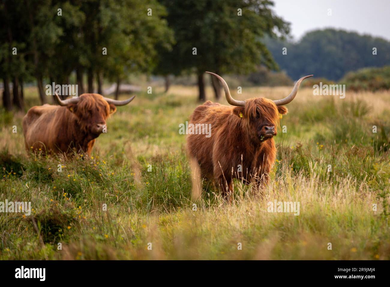 Cette photo montre un magnifique Scottish Highlander qui est une vache ...