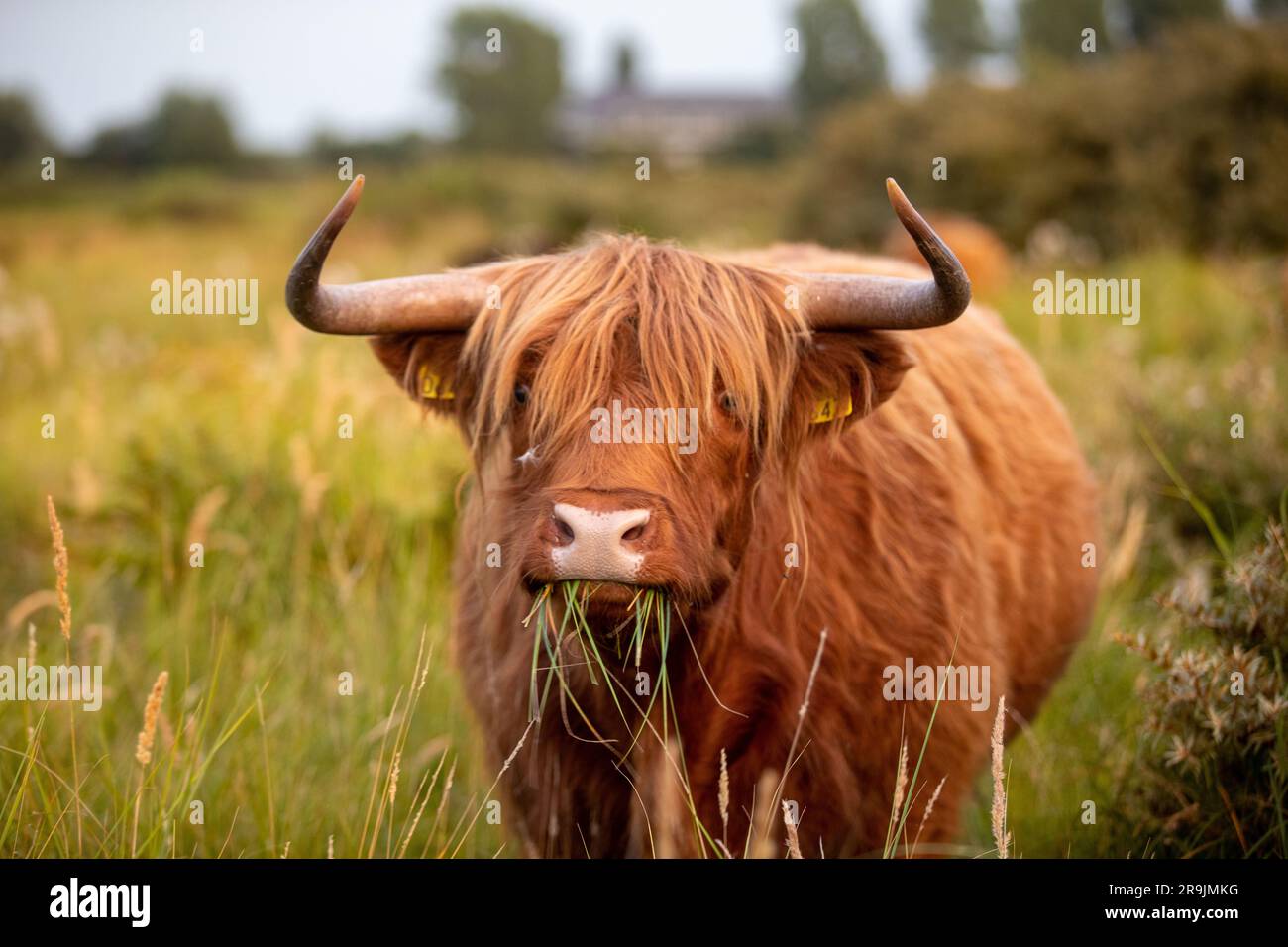 Cette photo montre un magnifique Scottish Highlander qui est une vache ...