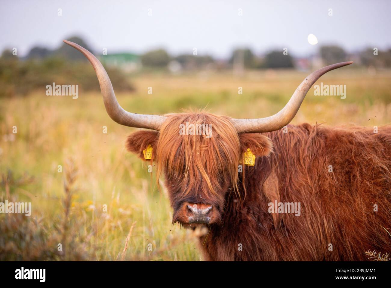 Vache à grandes cornes Banque de photographies et d’images à haute ...