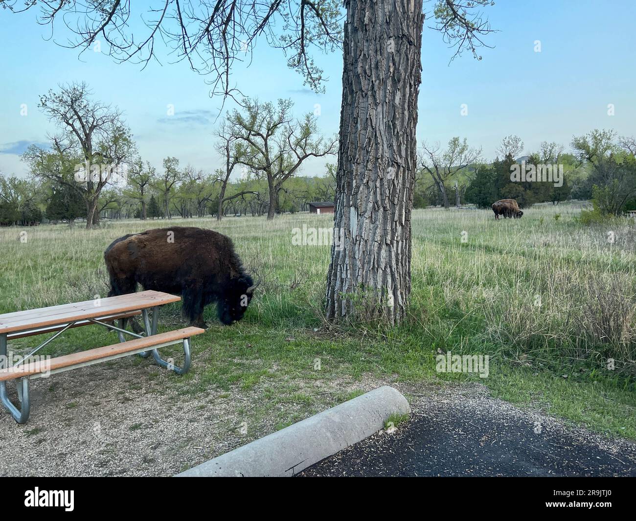 Bison dans le terrain de camping de l'unité Nord, dans le parc national ...