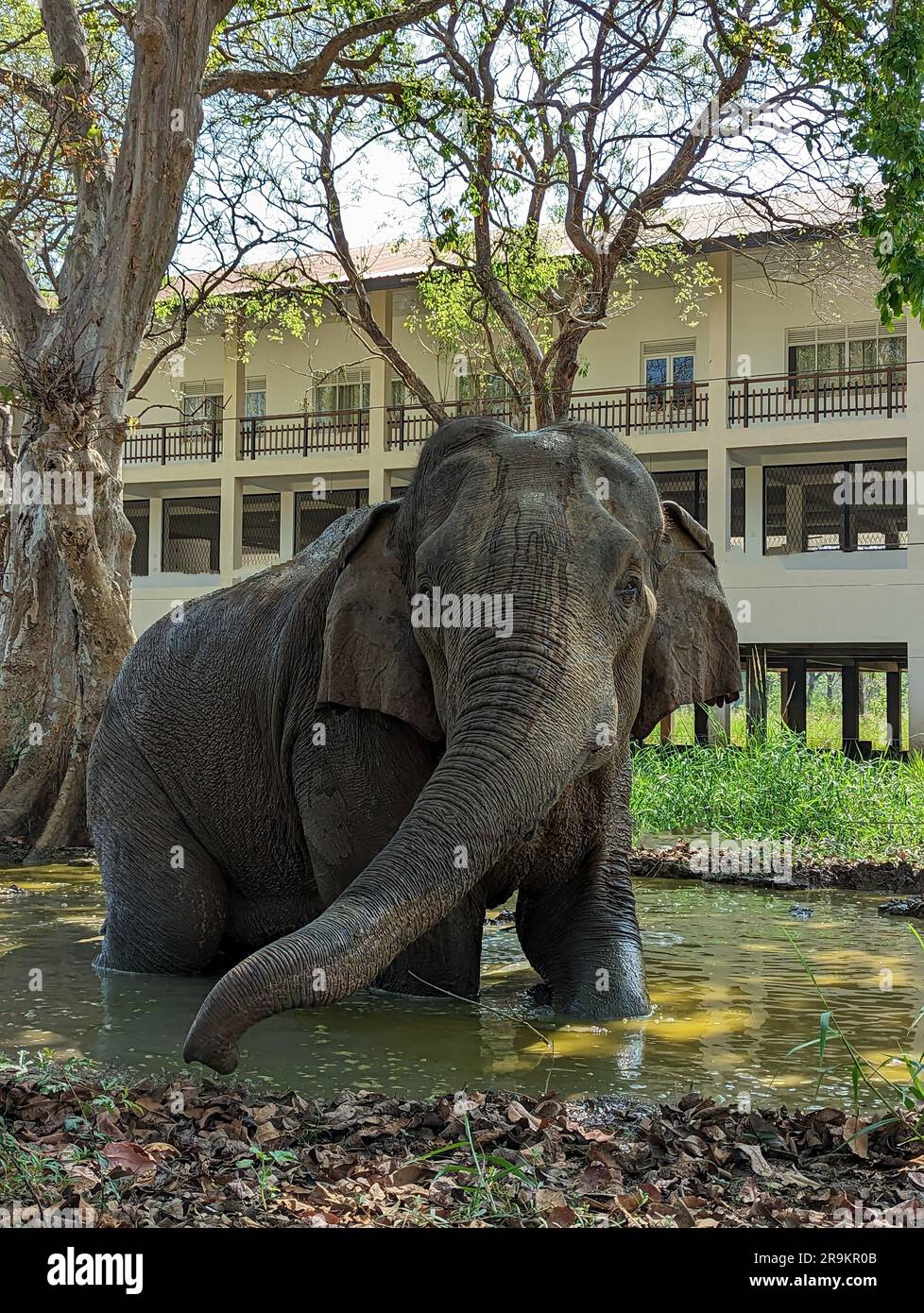 Capturé dans somawathi raja maha Wihara, Sri lanka. Tusker visiter le ...