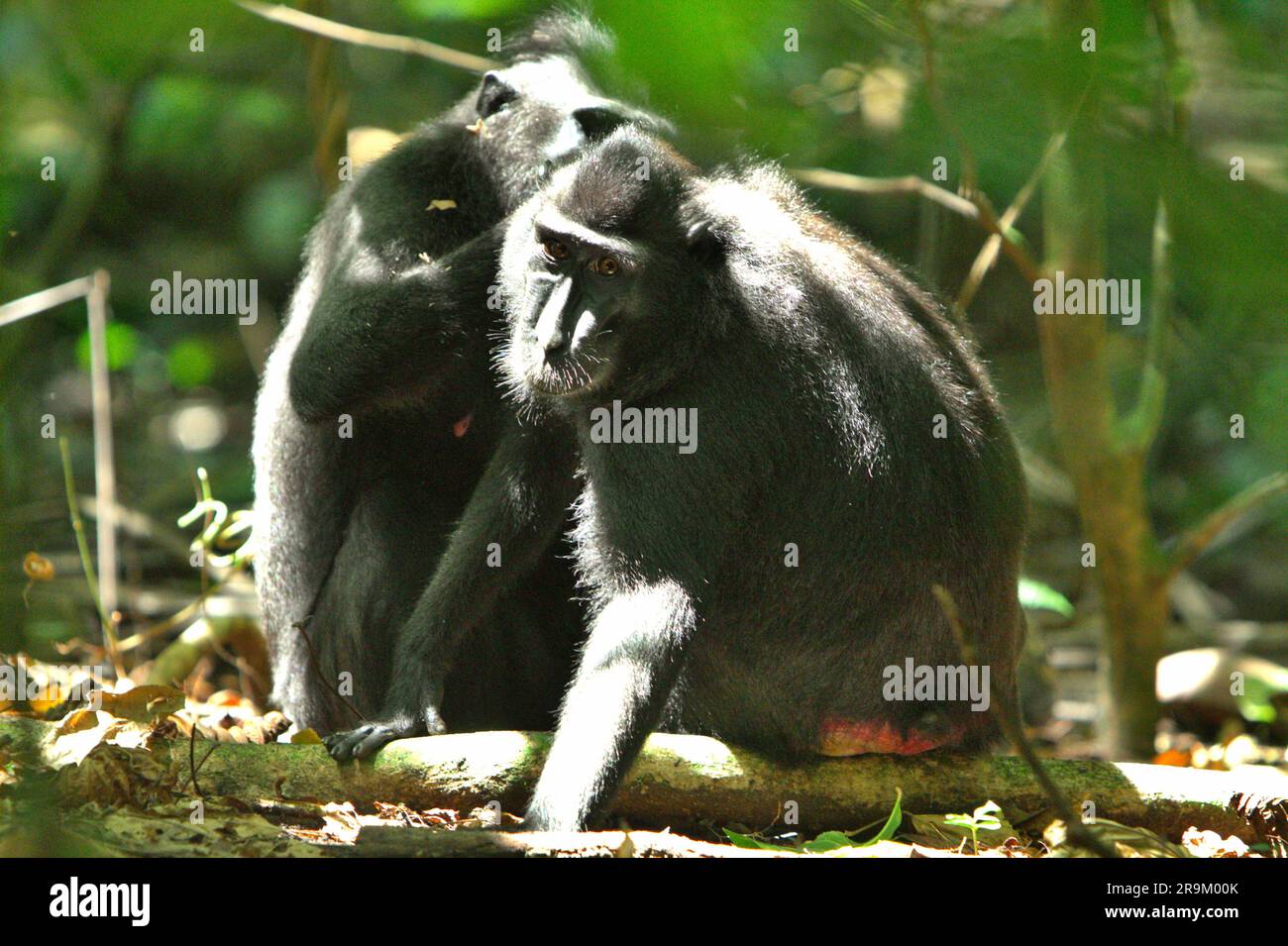 Cycle de reproduction des macaques Banque de photographies et d’images ...