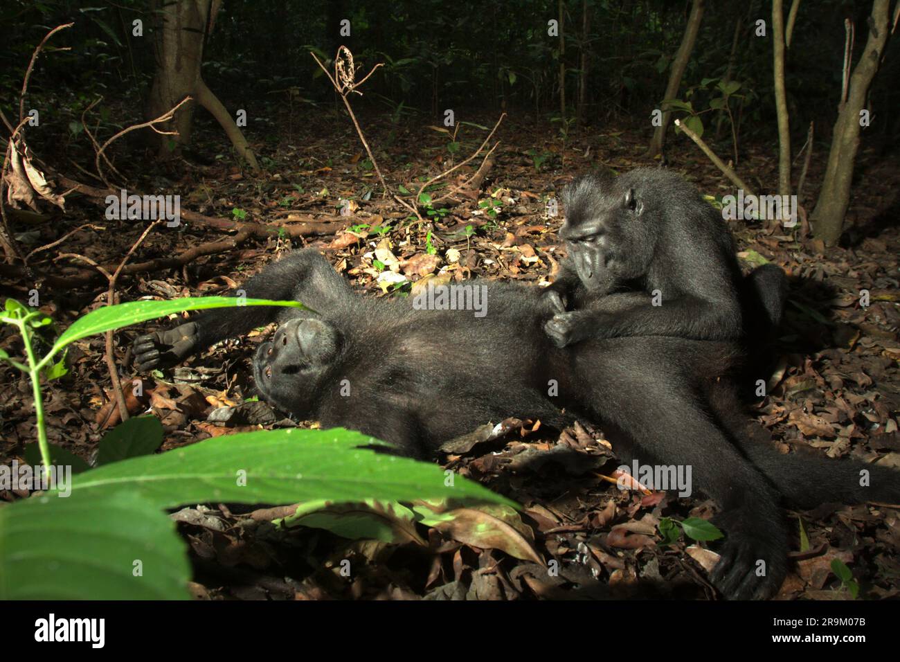 Cycle de reproduction des macaques Banque de photographies et d’images ...