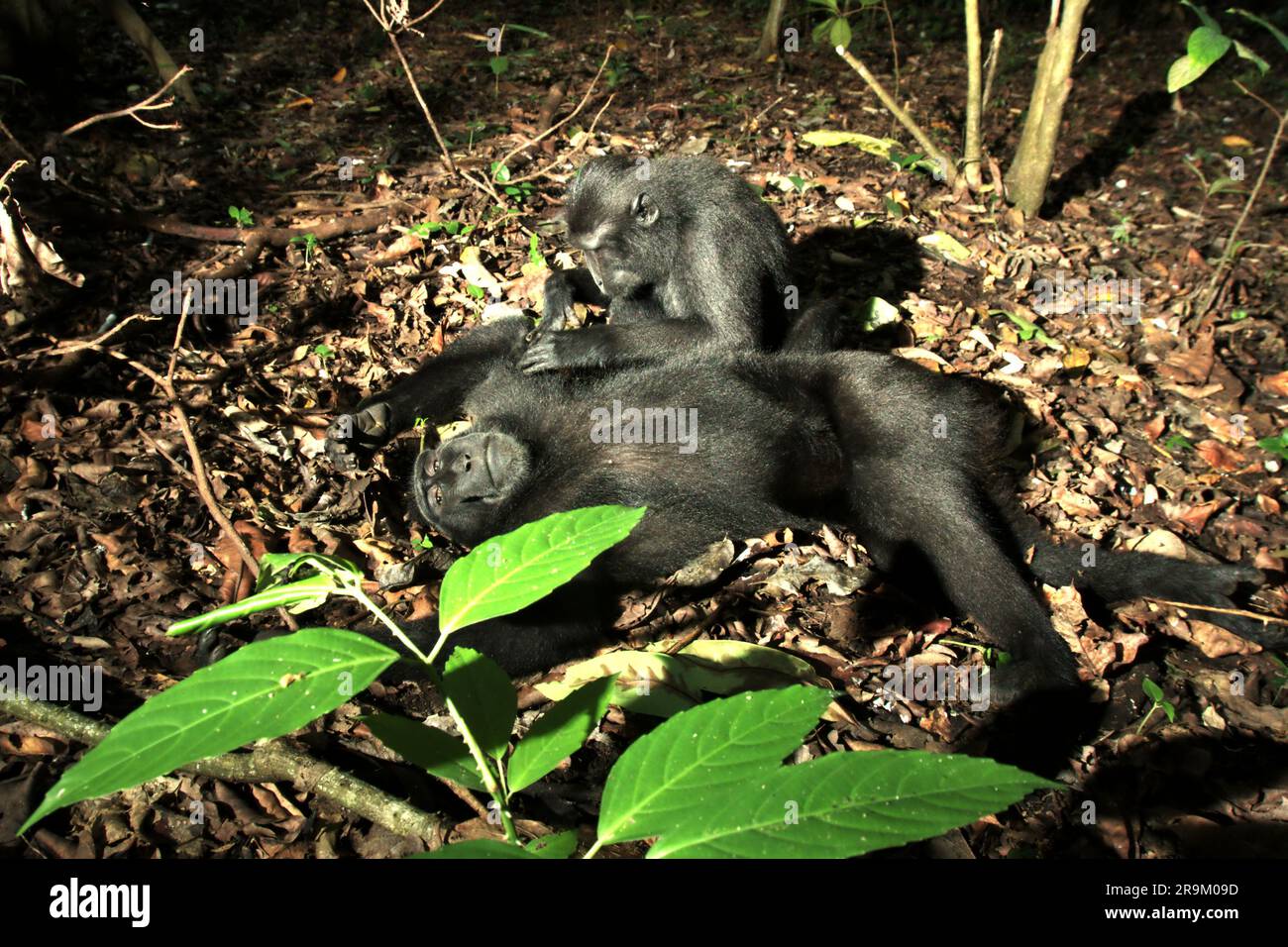 Cycle de reproduction des macaques Banque de photographies et d’images ...