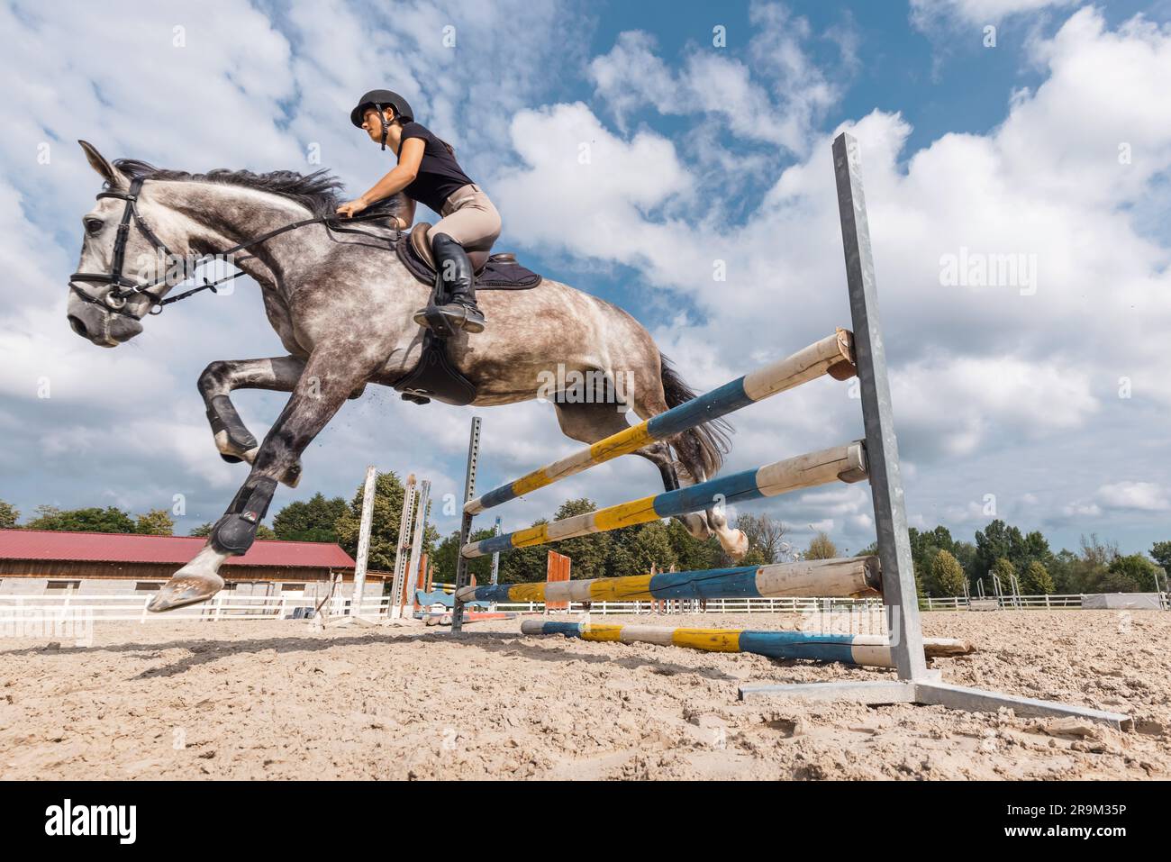 Une jeune fille à bord d'un cheval gris pommier sautant sur un obstacle ...