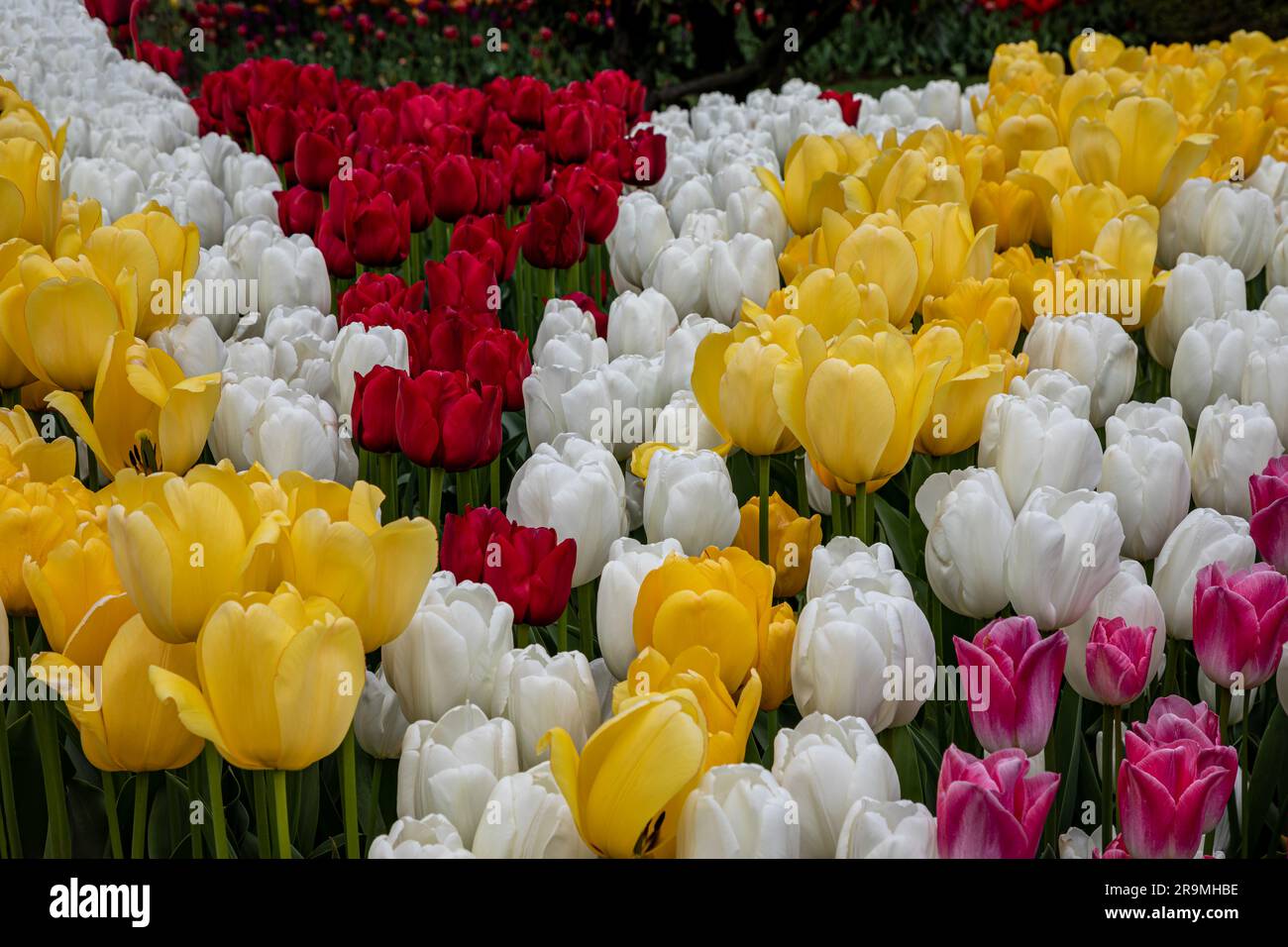 Tulip display Banque de photographies et d’images à haute résolution ...