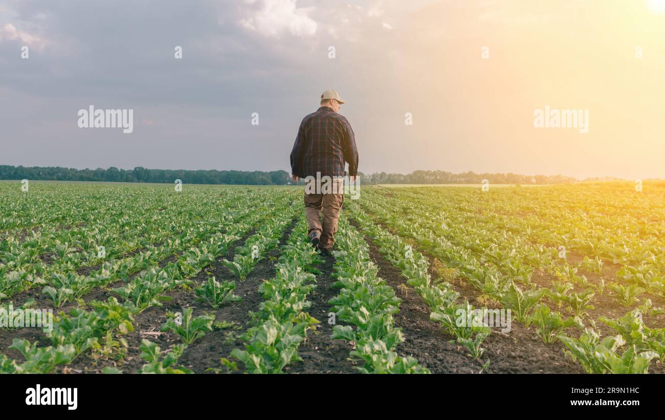 Un agriculteur dans un champ de betteraves à sucre vérifie la culture ...