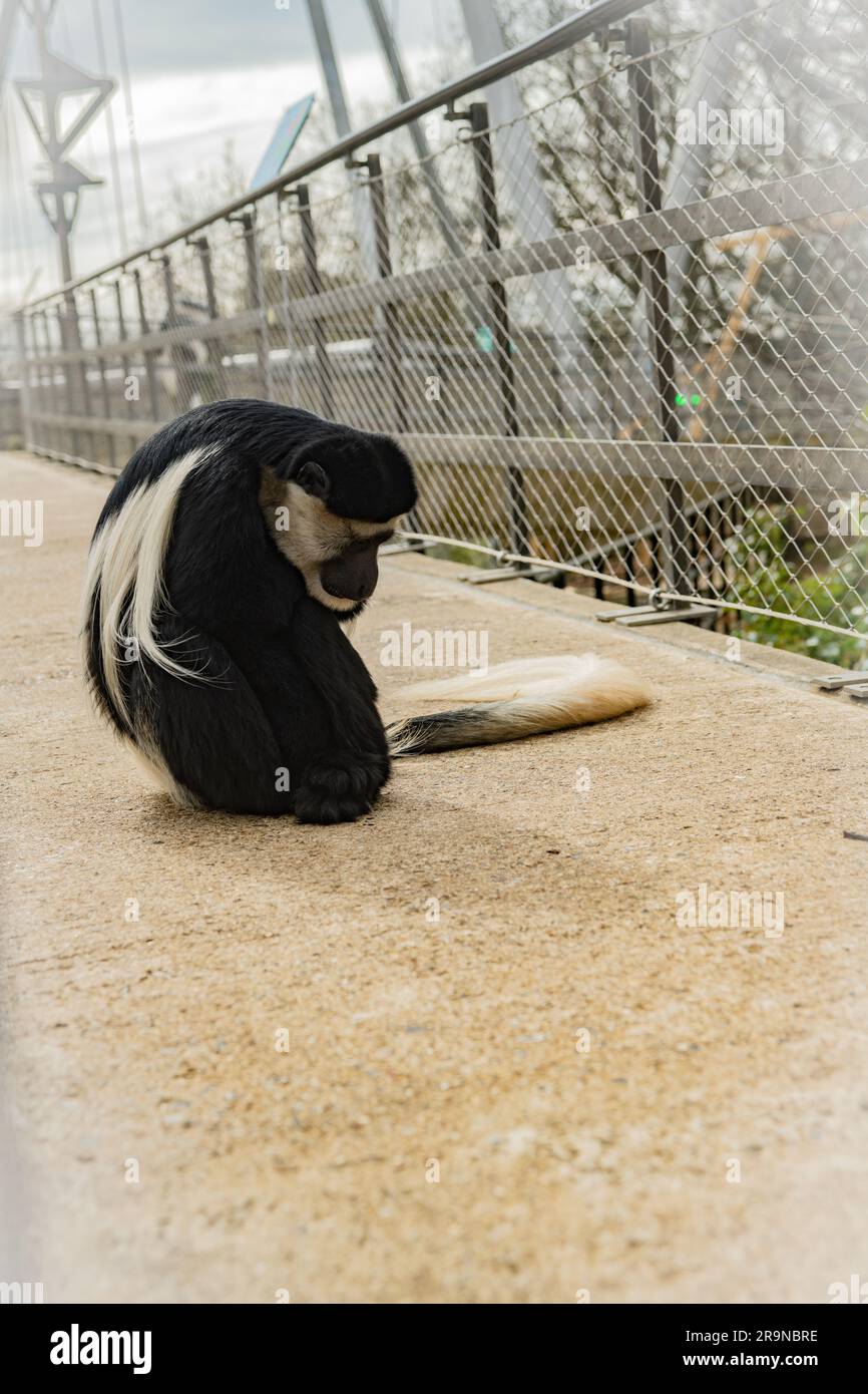 Singe captif Banque de photographies et d’images à haute résolution - Alamy