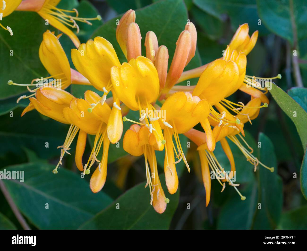 Le chèvrefeuille comme l'ombre et, bien sûr, ce spécimen grandissait ...
