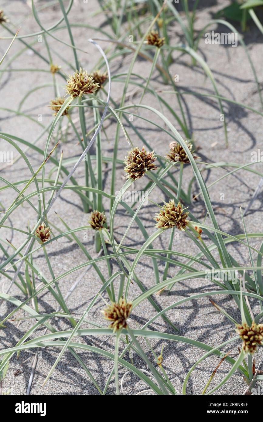 Cyperus capitatus Banque de photographies et d’images à haute ...