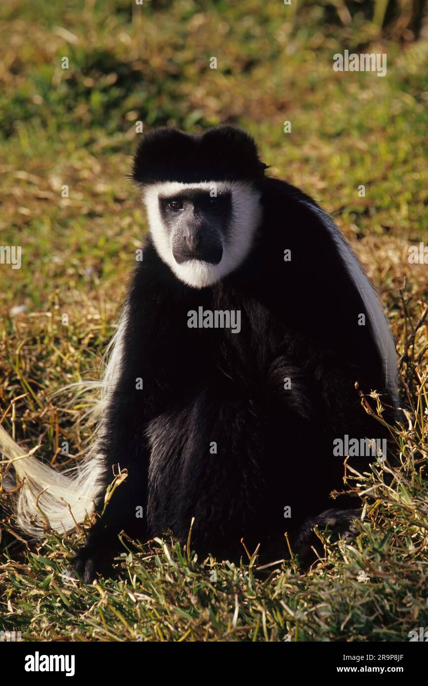 Singe colobe angolais Banque de photographies et d’images à haute ...