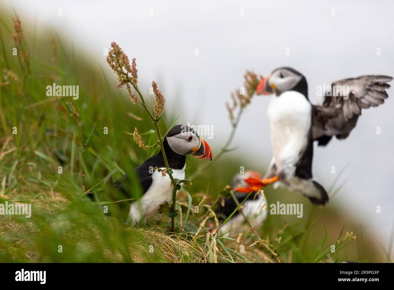 Cette photo montre un macareux ou un perroquet de mer nommé sur l'île ...