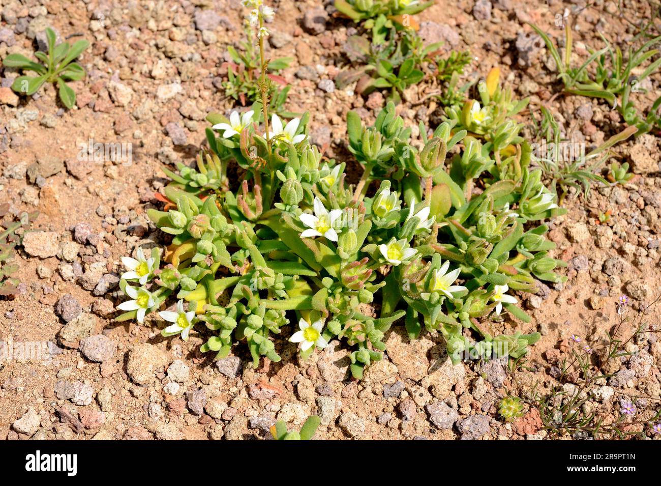 Aizoon espagnol Banque de photographies et d’images à haute résolution ...
