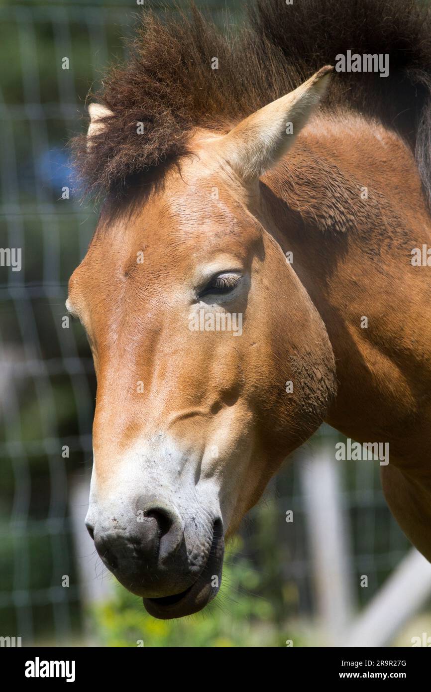 Animal sauvage captif Banque de photographies et d’images à haute ...