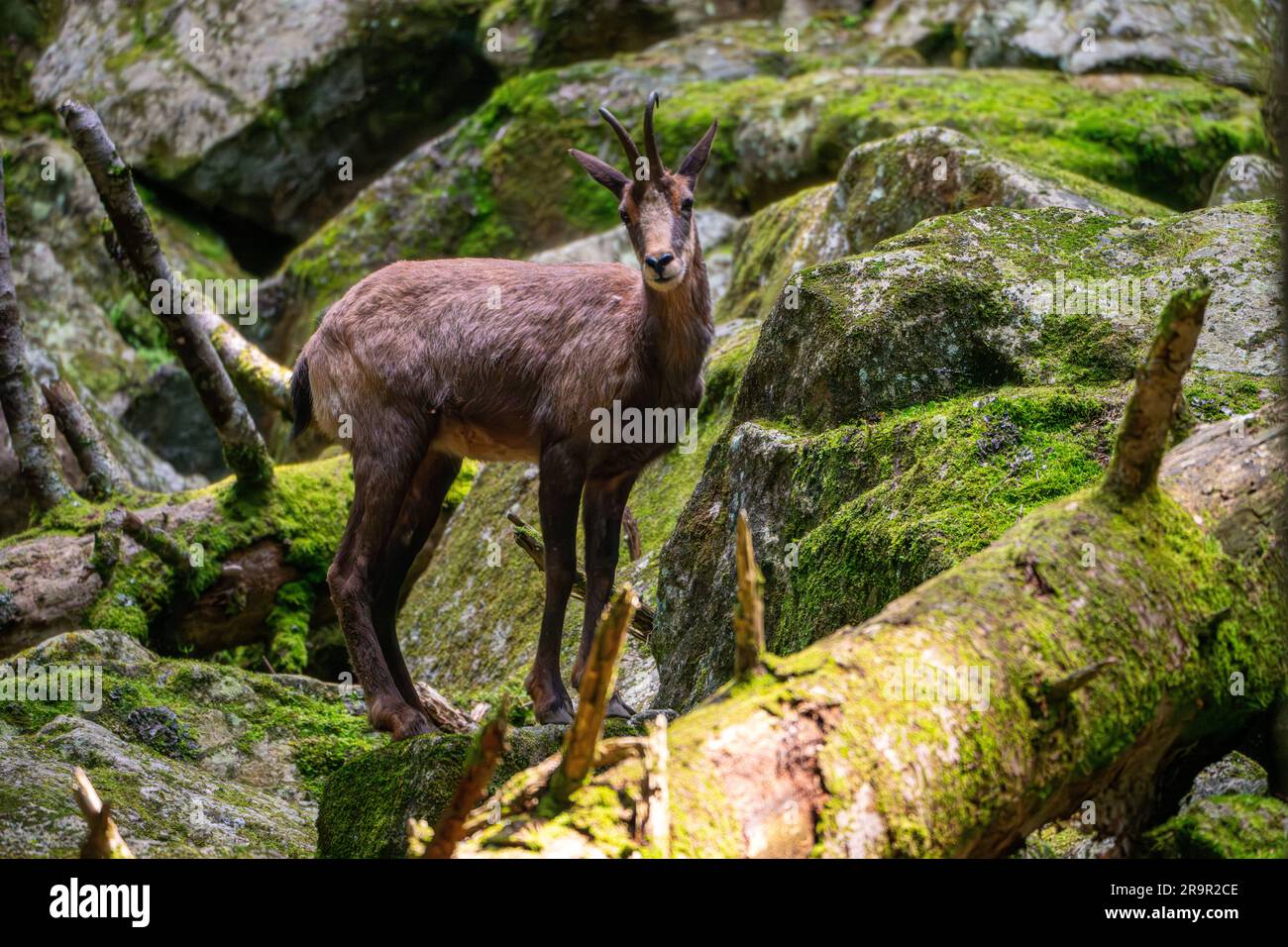 Chèvre alpin chamoisée Banque de photographies et d’images à haute ...