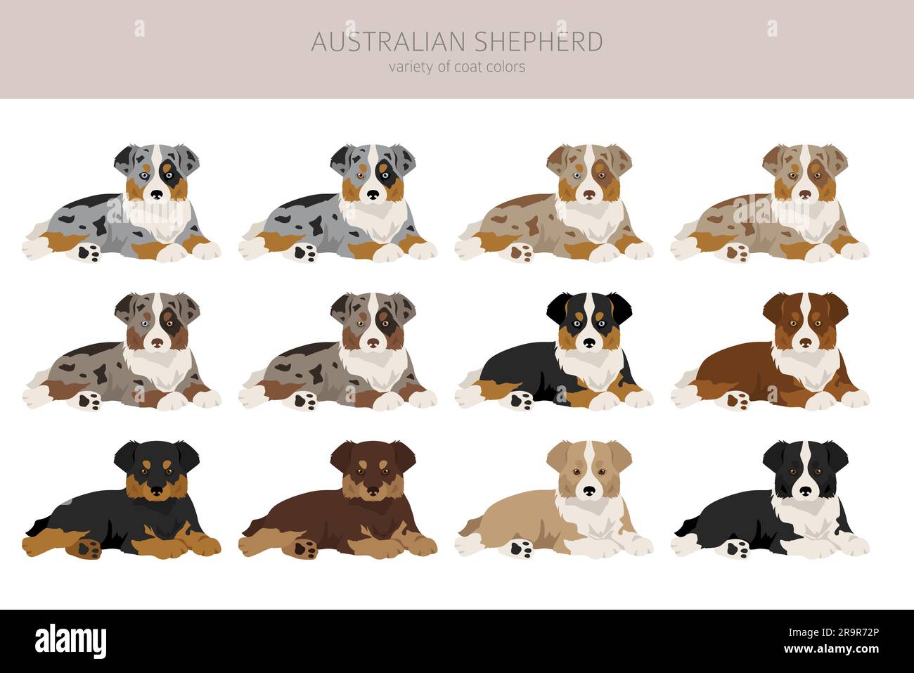 Chien australien chiots clipart. Ensemble Aussie couleurs de manteau ...