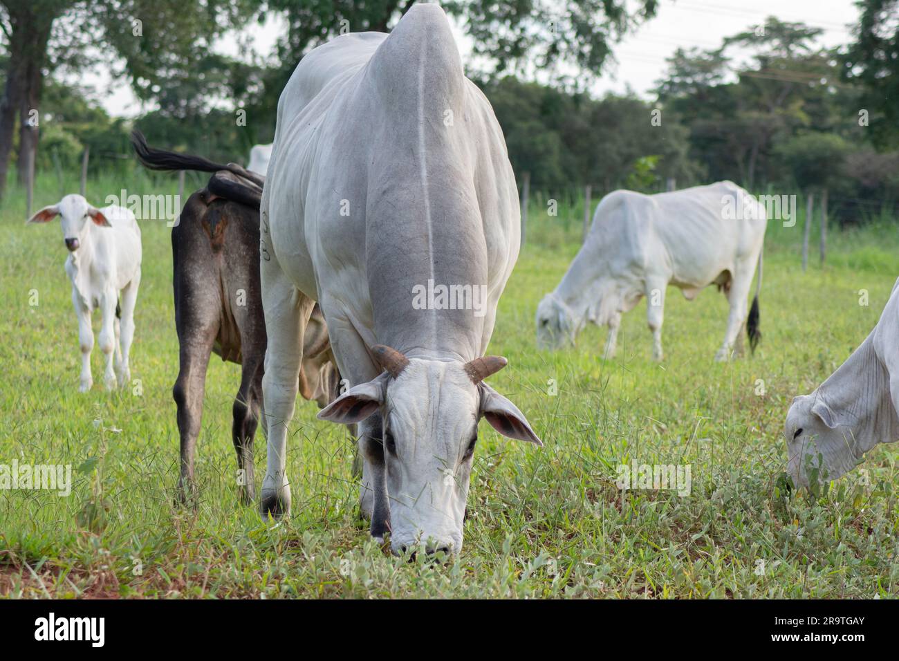 Vue de face d'un taureau de Nellore mangeant de l'herbe verte dans la ...